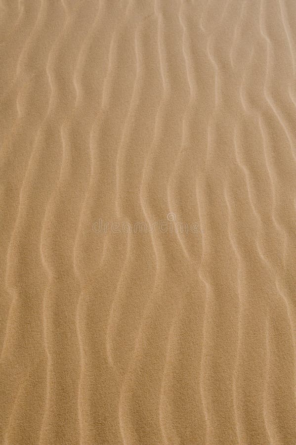 Windswept Sand Dune Picture. Image: 6109223