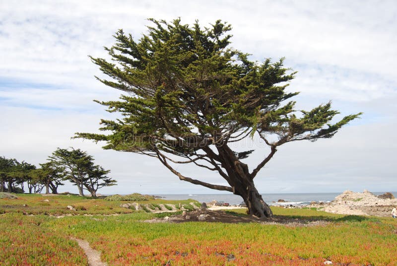Windswept Tree stock image. Image of texture, tree, caribbean - 30515143