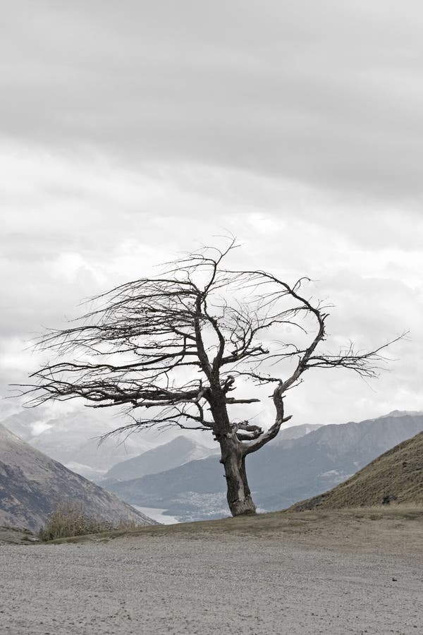 Windswept Tree stock image. Image of texture, tree, caribbean - 30515143