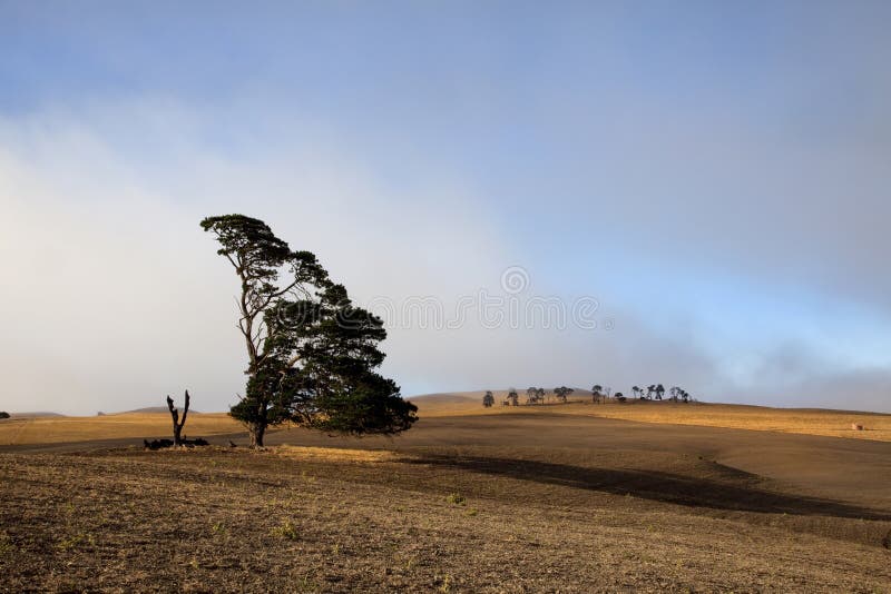 Windswept tree stock photo. Image of cloud, hill, field - 35827324