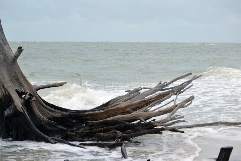 Windswept Tree on the Beach Stock Image - Image of windy, windswept ...