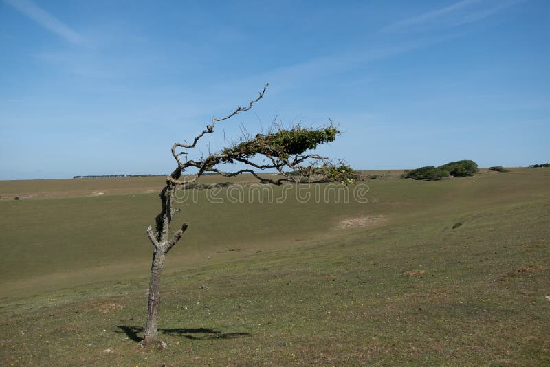 Windswept tree stock photo. Image of environment, morning - 184459776