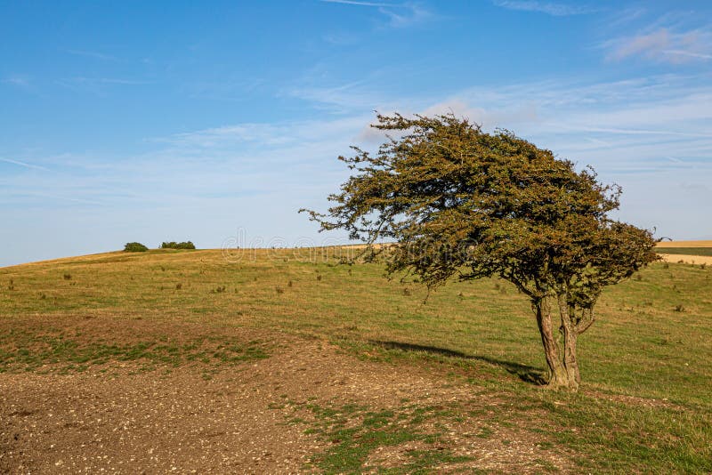A Windswept Tree stock photo. Image of people, national - 155905456