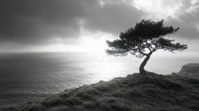 Windswept Tree on Grassy Cliff Under Dramatic Skies Stock Photo - Image ...