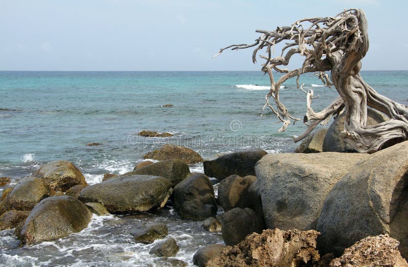 Windswept Tree stock image. Image of texture, tree, caribbean - 30515143