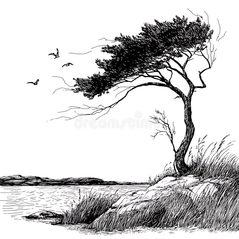 Windswept Tree by Lake, Ink Sketch Stock Illustration - Illustration of ...