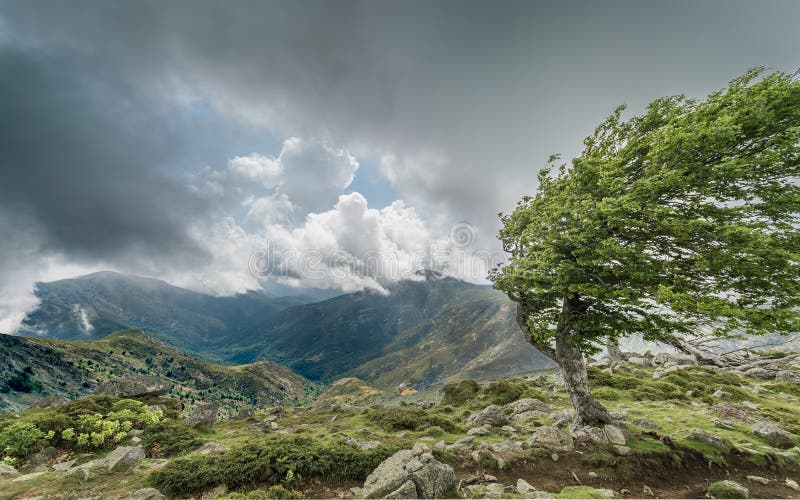 235 Windswept Tree Mountain Stock Photos - Free & Royalty-Free Stock ...