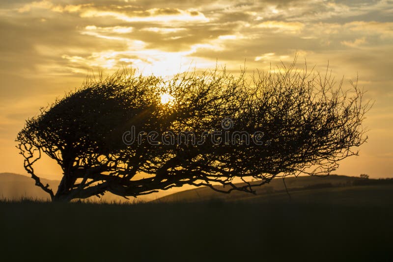 Windswept Tree stock photo. Image of tree, coastline, england - 7678678