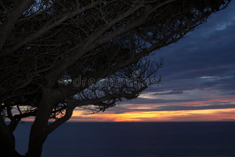 Windswept Tree at Sunset stock image. Image of marine - 84264533