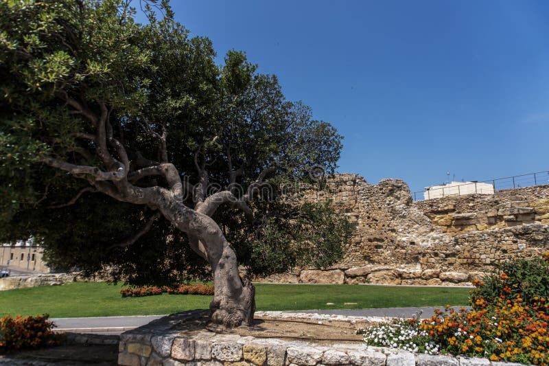 A Windswept Tree in Tarragona Stock Image - Image of tree, gnarled ...