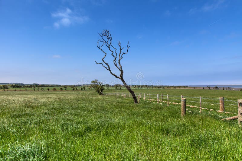 Windswept Tree stock photo. Image of coastal, coast, ocean - 32089716