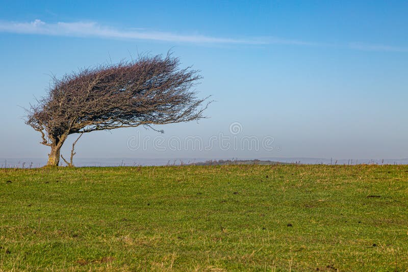 A Windswept Tree stock image. Image of green, firle - 169804381