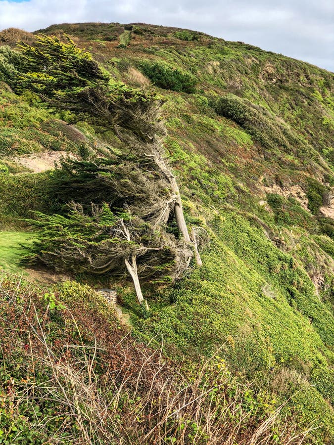 Windswept Trees on the Cliffs at Portwrinkle, Devon Stock Photo - Image ...