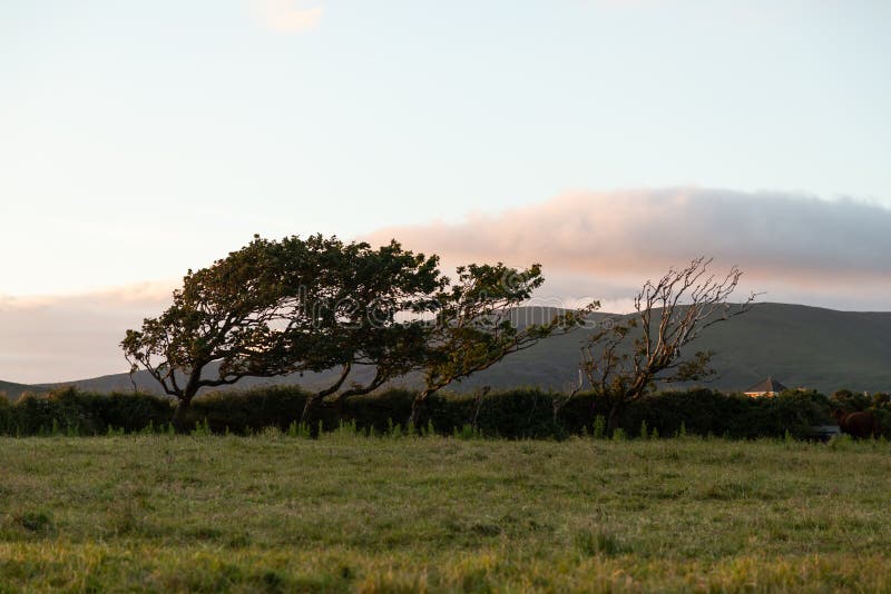 Windswept Trees in a Field at Sunset Stock Photo - Image of meadow ...