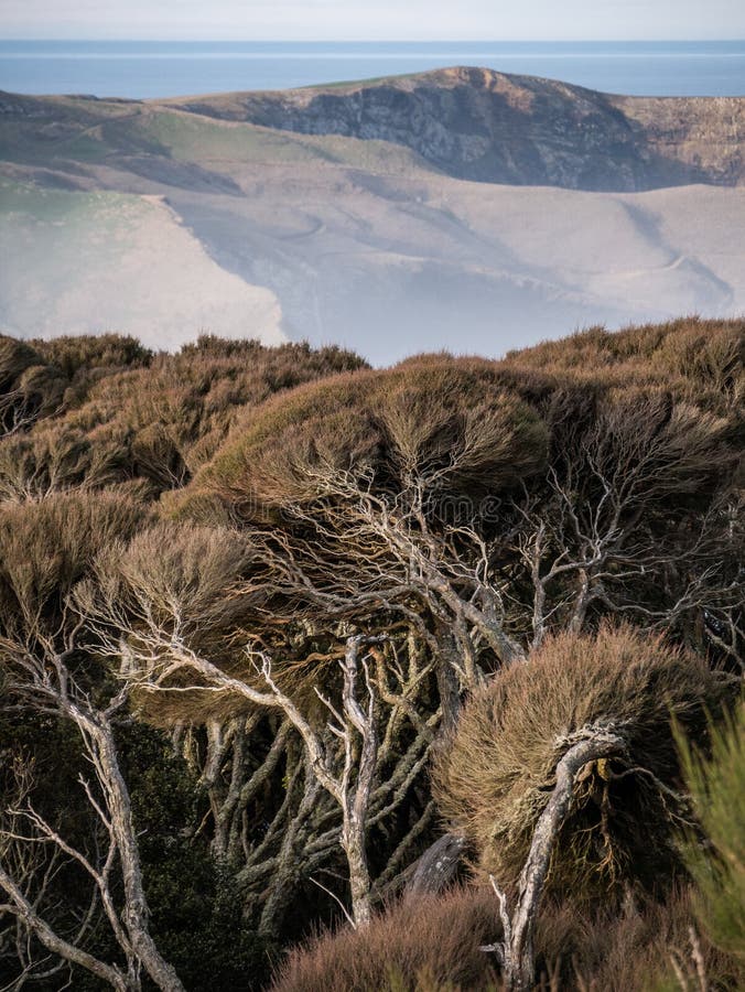 Windswept Trees on Top Mountain by Ocean Stock Image - Image of ocean ...