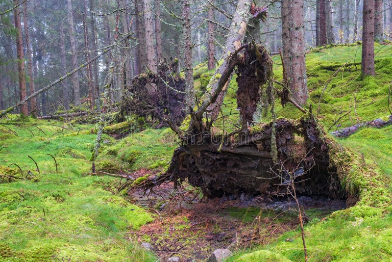 Windthrow in a Coniferous Forest Stock Image - Image of scene, space ...
