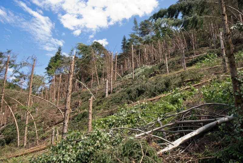 Windthrow of Trees in a Mountainous Coniferous Forest Stock Photo ...