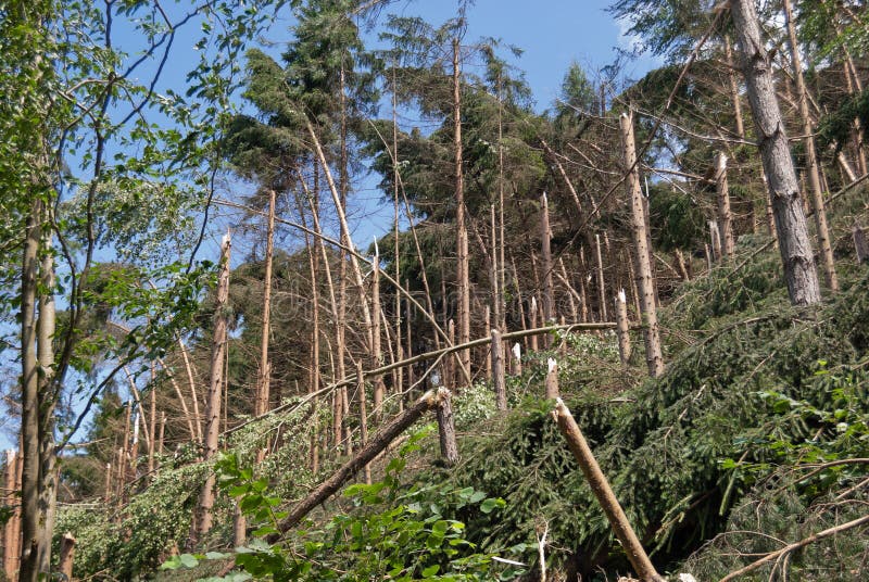 Windthrow of Trees in a Mountainous Coniferous Forest Stock Image ...