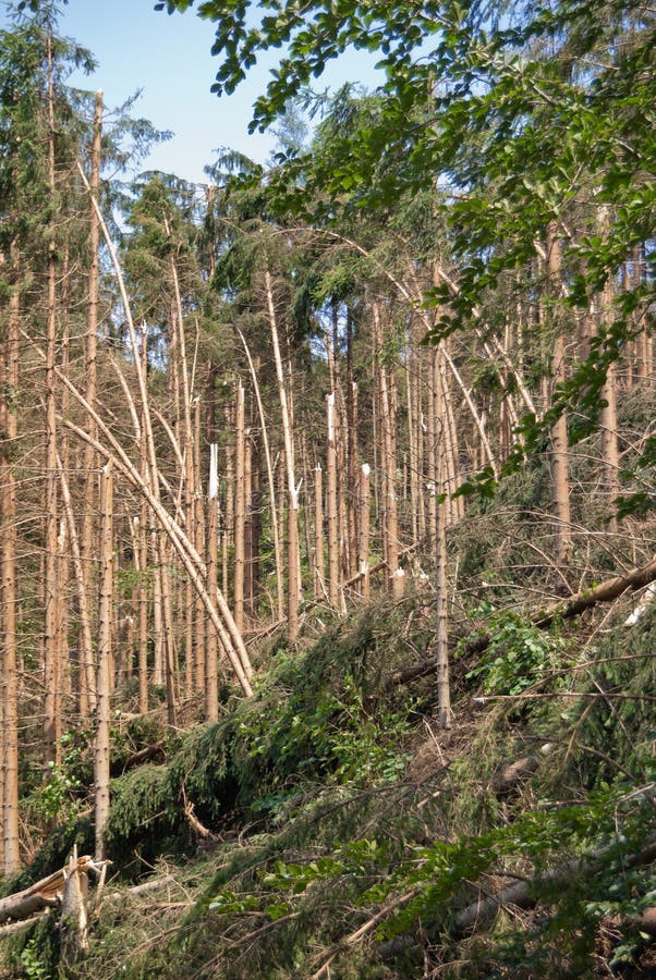 Windthrow of Trees in a Mountainous Coniferous Forest Stock Photo ...