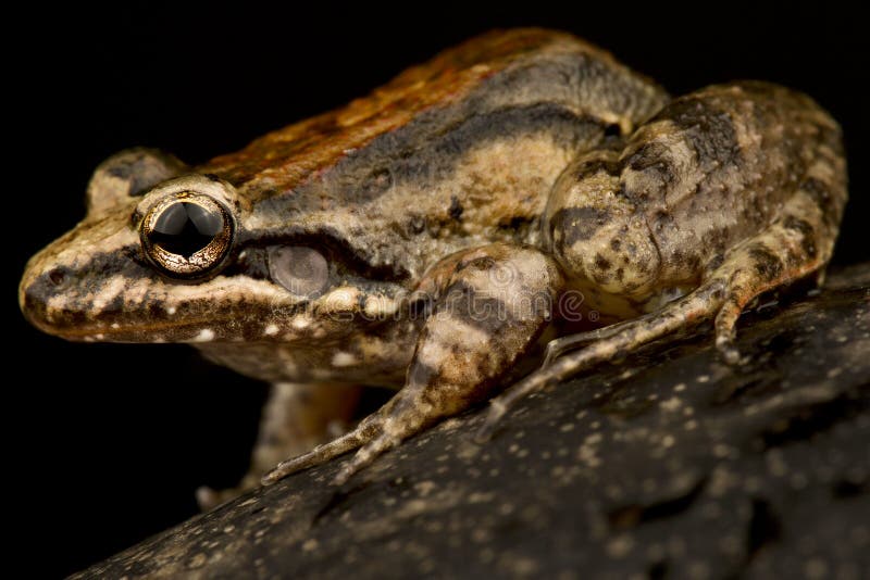 Windward Ditch Frog Leptodactylus Validus Stock Image - Image of ...