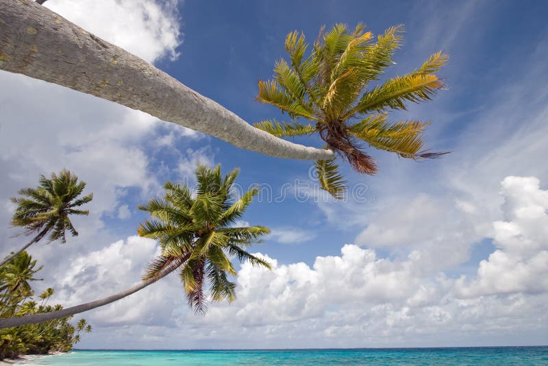 Windy stock photo. Image of frond, heaven, surreal, leaning - 9820368