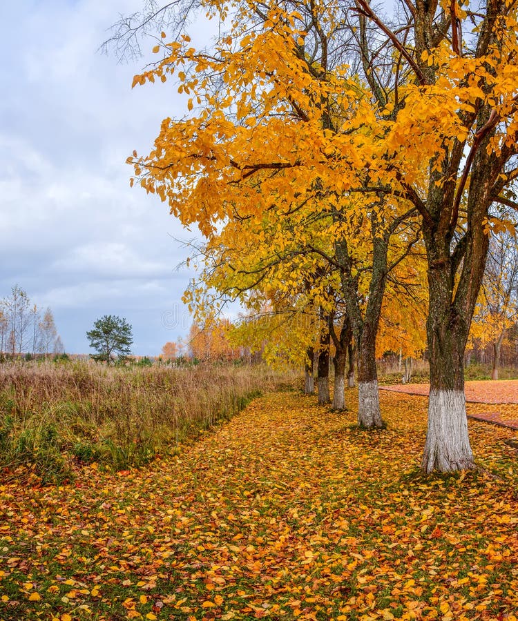 Windy Autumn Day on the Shore of Lake Ladoga. Stock Image - Image of ...