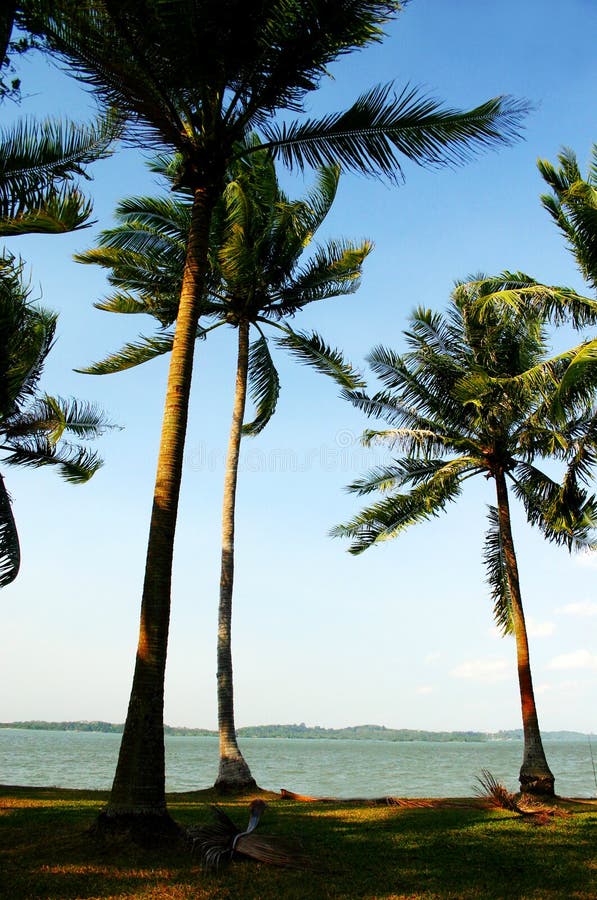 Windy beach seaside stock image. Image of energy, conservative - 4952397
