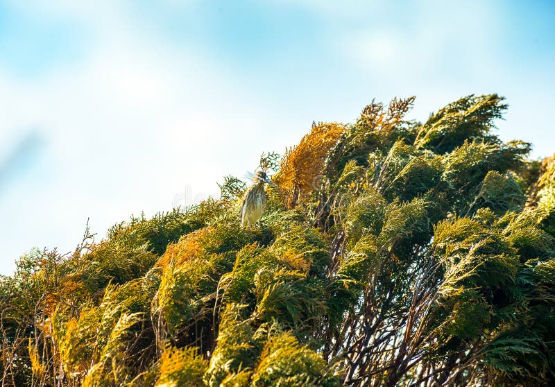 Windy bush stock image. Image of cade, vegetation, crown - 73965687