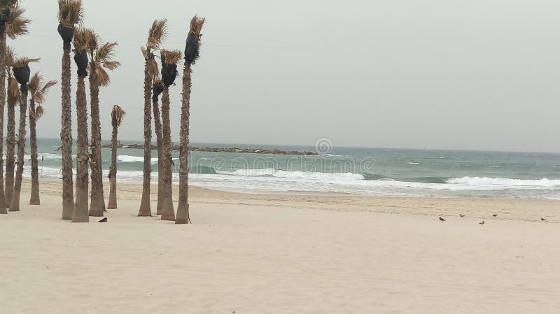 Windy day at the beach editorial photo. Image of windy - 100008171
