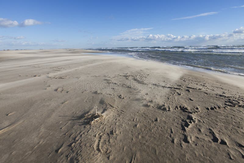 Windy day on a beach stock image. Image of vacation, beach - 84963181