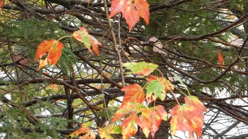 Windy Day, Blowing Red, Orange & Yellow Colorful Maple Tree Leaves Over ...