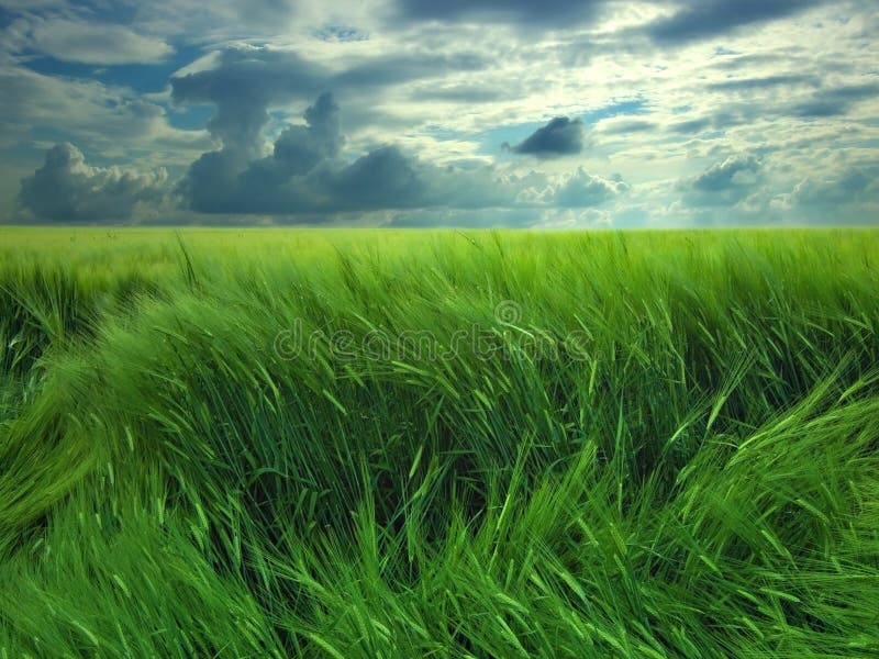 Windy day in the field stock image. Image of corn, landscape - 8895105