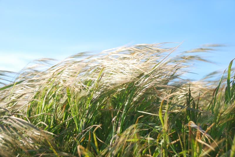 Windy Day Grass stock image. Image of blowing, bent, outside - 9071839