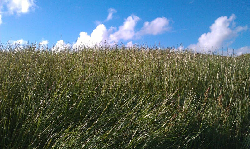 Windy day stock image. Image of grass, windy, wind, sunshine - 80669541