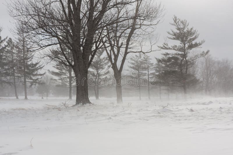 Windy day in Meadow stock photo. Image of barren, snow - 115483184