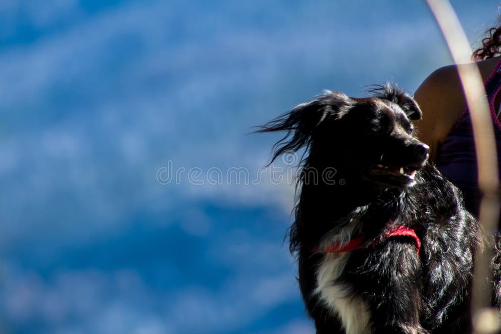 Windy stock photo. Image of animal, animals, perro, lago - 89546266