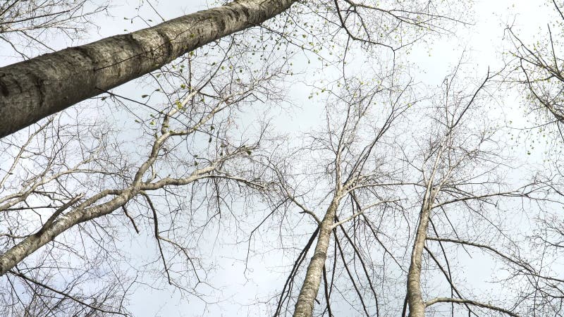 Windy Early Spring View of Tall Bare Trees from Below Stock Footage ...