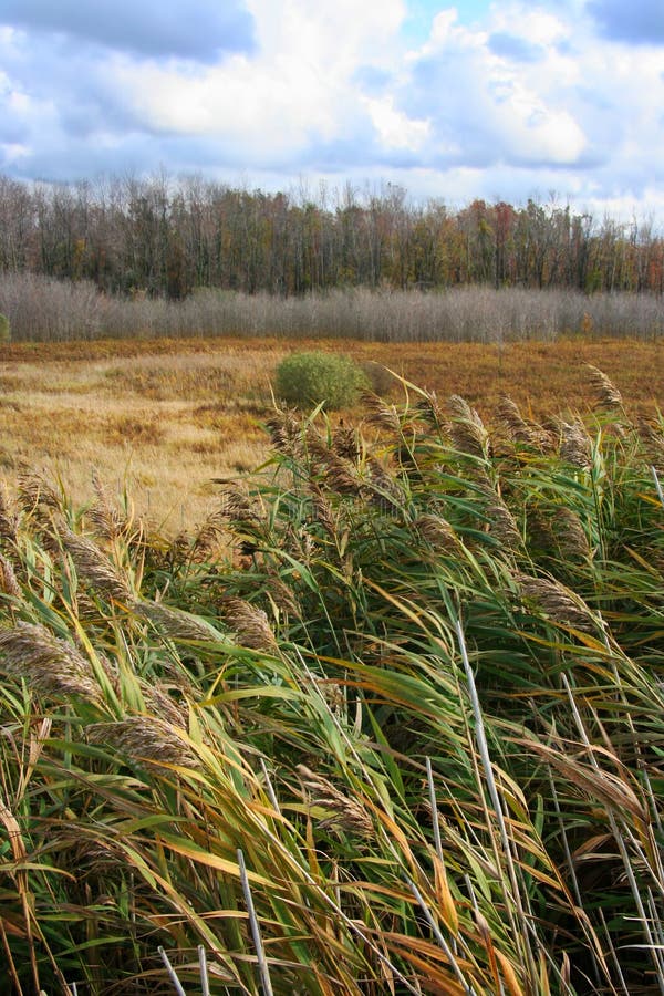 Windy Field stock image. Image of scene, nature, scenery - 8053391