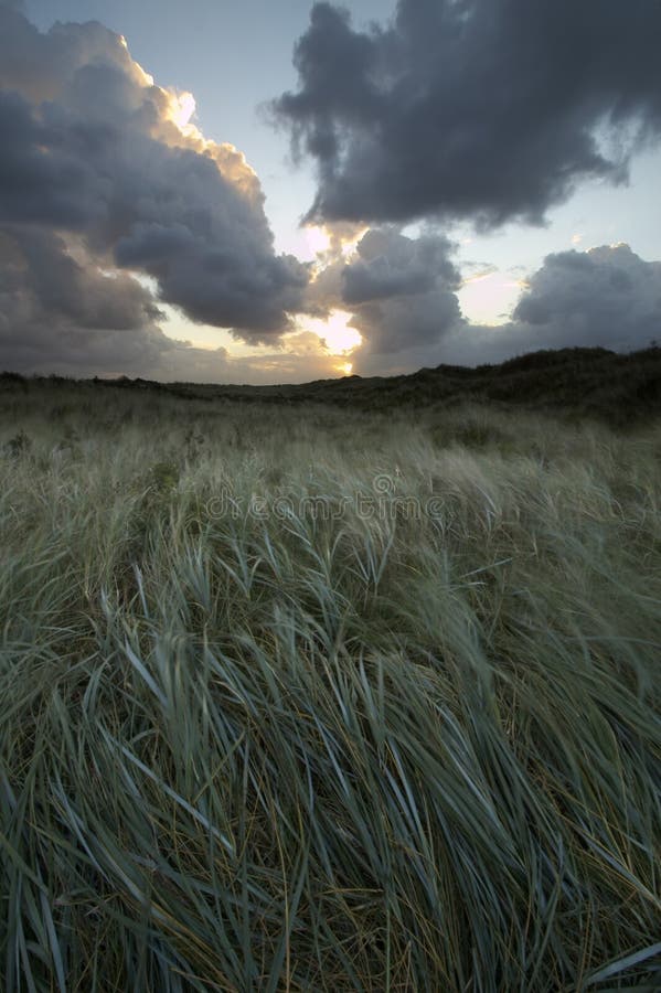 Windy Field on an Early Morning Stock Image - Image of grass ...