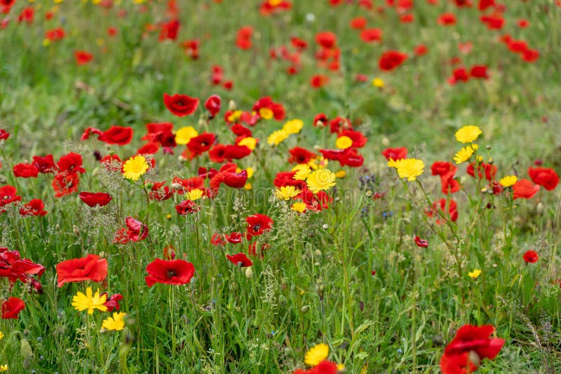 Windy Field with Wild Flowers Stock Image - Image of flowers ...