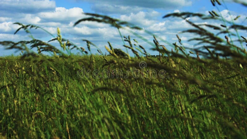 Windy field stock video. Video of grass, nature, windy - 73194013