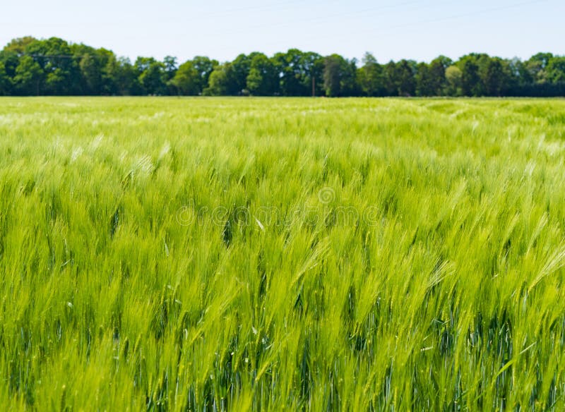 Windy fileld of grain stock photo. Image of country - 132793686