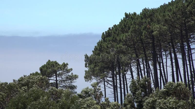 A Windy Forest and Clouds stock footage. Video of forest - 172440154