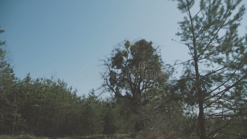 Windy Forest Nature. View in 4K Stock Video - Video of bark, nature ...