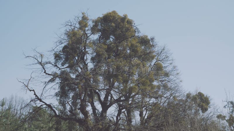 Windy Forest Nature. View in 4K Stock Footage - Video of nonurbun, nest ...