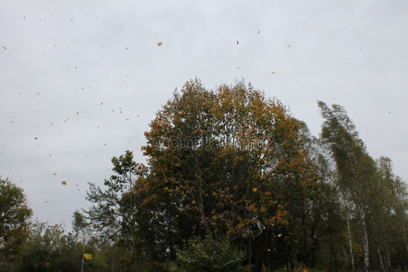 Windy Forest Background stock image. Image of fall, back - 21424807