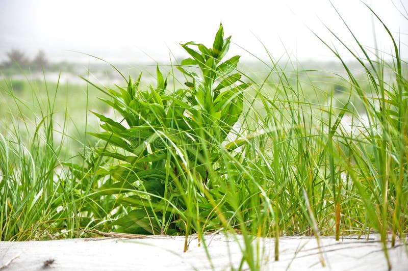 Windy grass in the beach stock image. Image of windy - 92857627