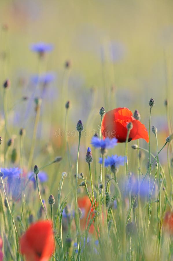 Windy grass field stock image. Image of opium, poppys - 25030957