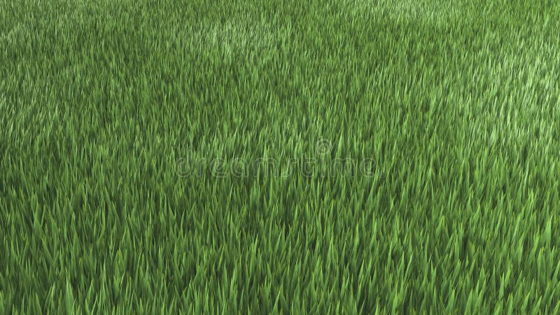 Windy Grass. Green Grass Field Stock Video - Video of sunlight, blue ...