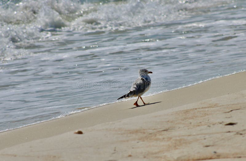 A Wind Blown Feathery Gull Walks the Beach at St. George Island Florida ...